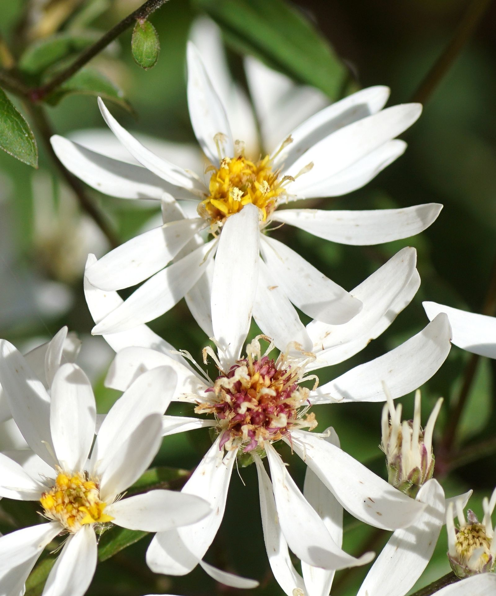 7 best plants to start a garden from scratch: expert advice | Homes and ...