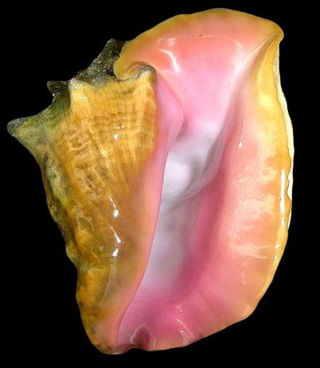Pearls Cultured from Conchs | Live Science