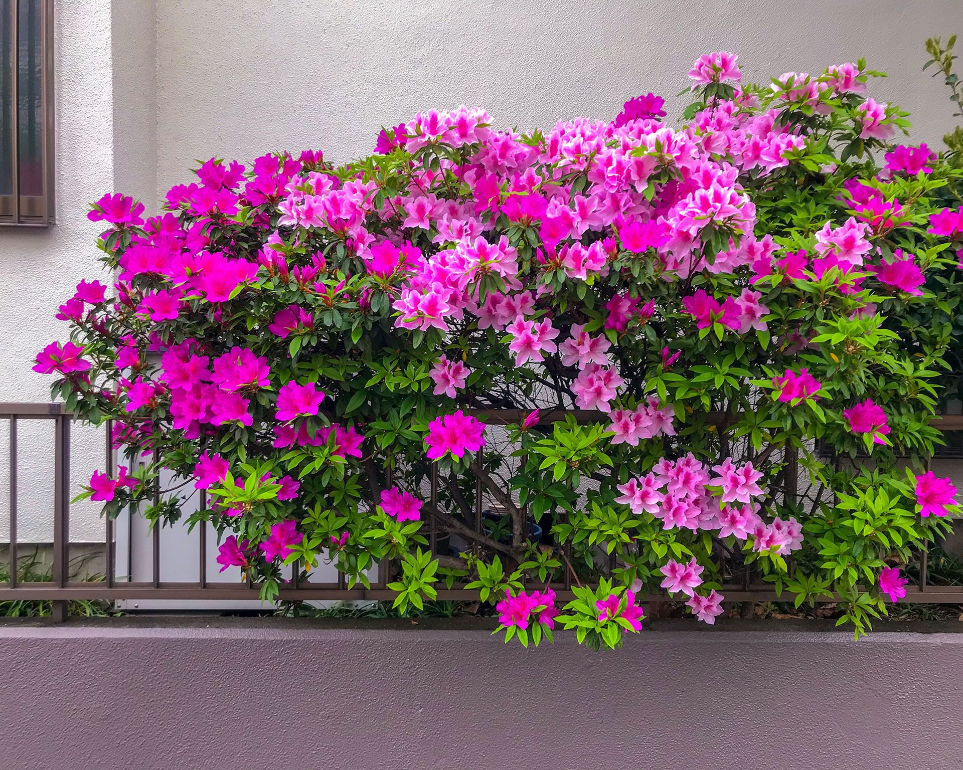 Pruning azaleas: how and when to complete this task | Gardeningetc