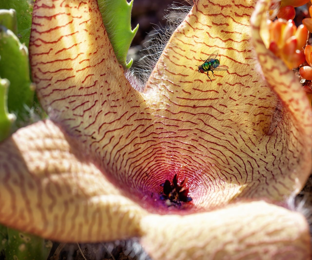 Spooky Plants: 12 plants that will thrill and scare | Homes and Gardens