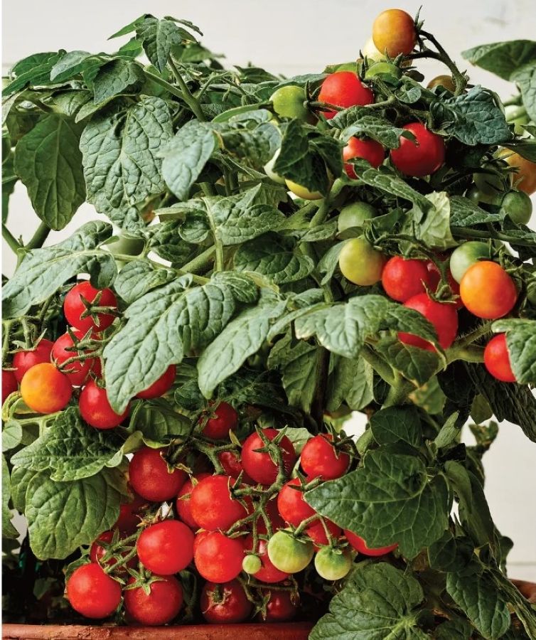 Tomato tapping explained - the easy way to a better crop | Livingetc