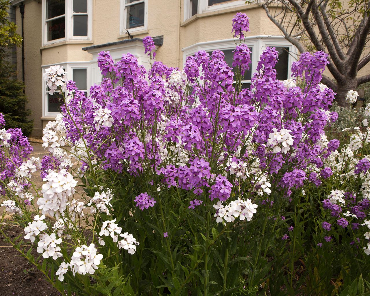 What to plant in August: 14 flowers to sow or grow | Gardeningetc