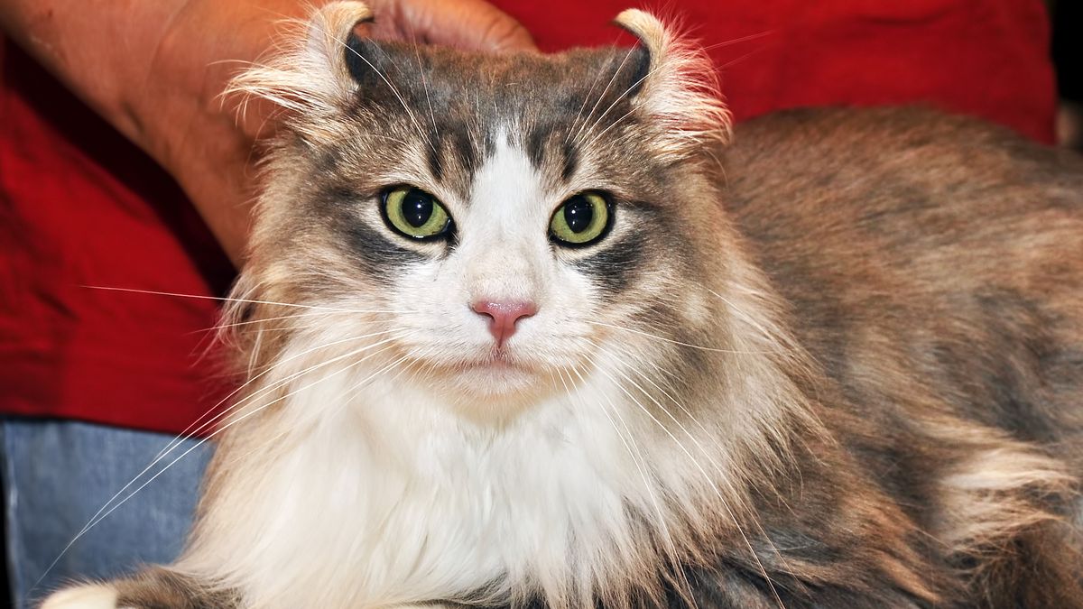 32 longest living cat breeds | PetsRadar