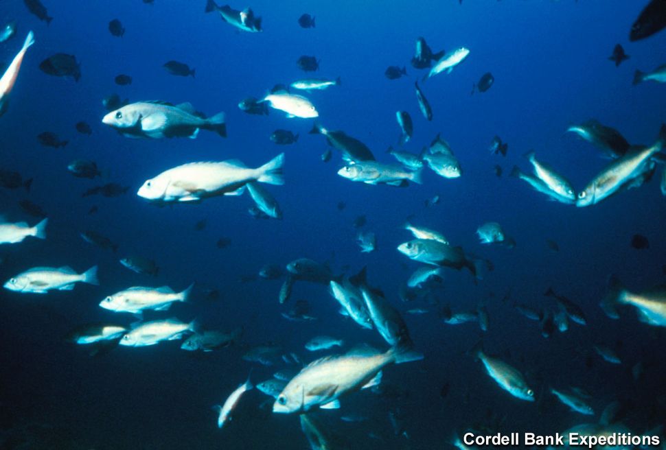 Five Deep-Sea Fish on Brink of Extinction | Live Science