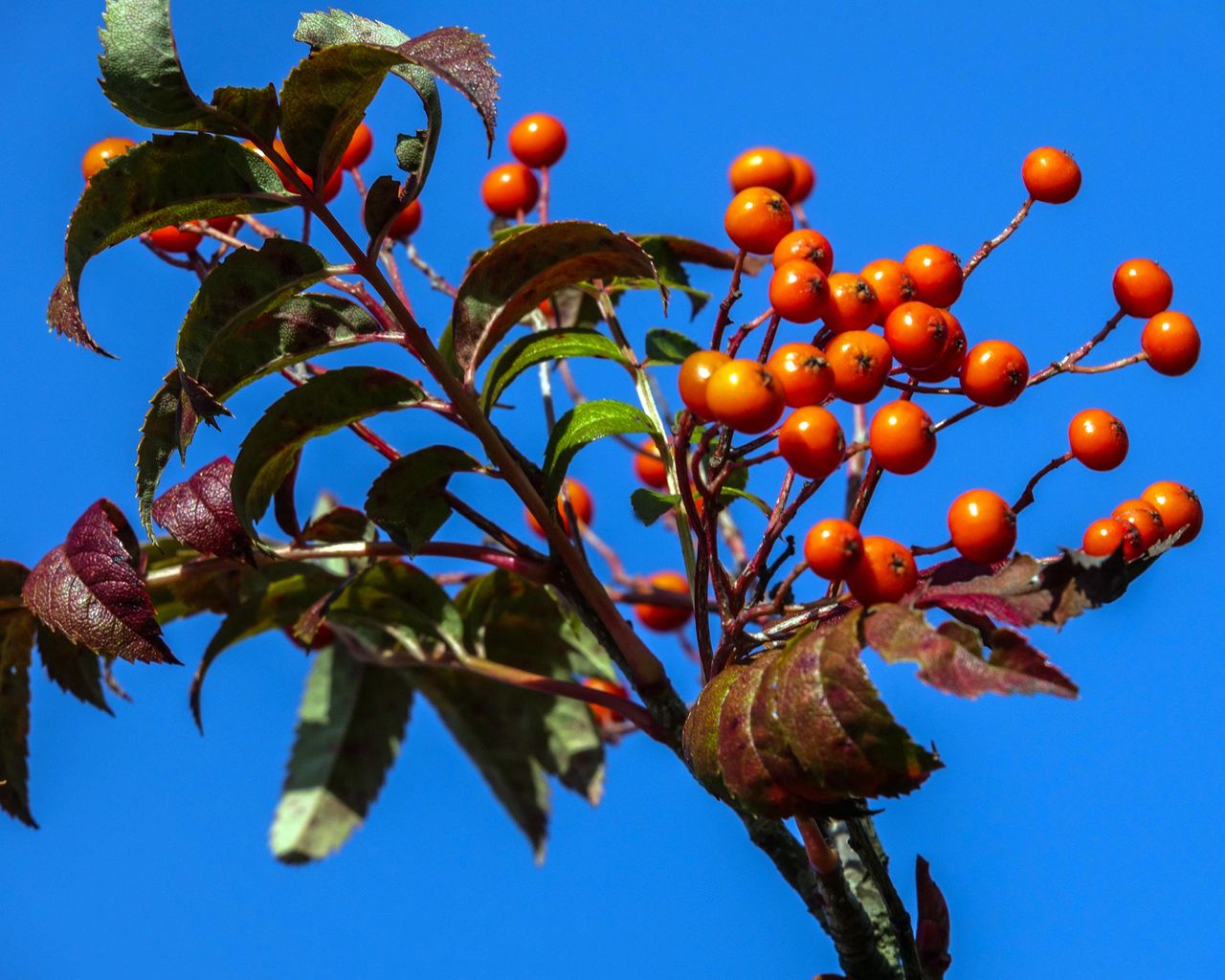 Best trees for fall color: create unbeatable autumn interest | Gardeningetc