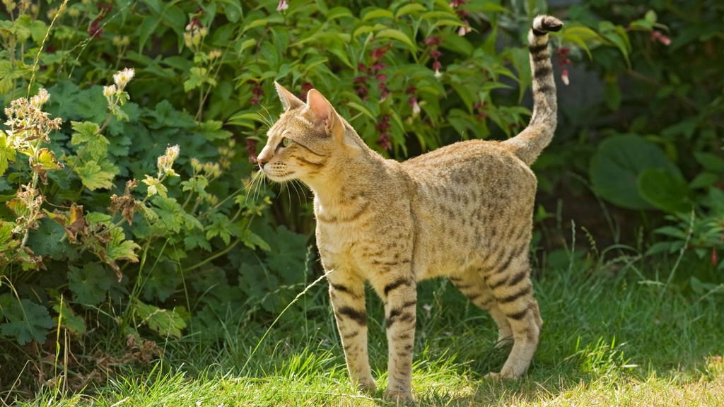 13 rare cat breeds you’ve probably not heard of | PetsRadar