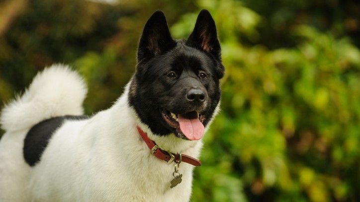 Best guard dog breeds for maximum protection | PetsRadar