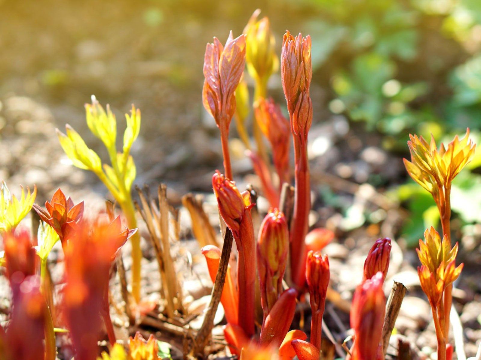 How To Take Basal Cuttings: Identifying And Rooting Basal Plant ...