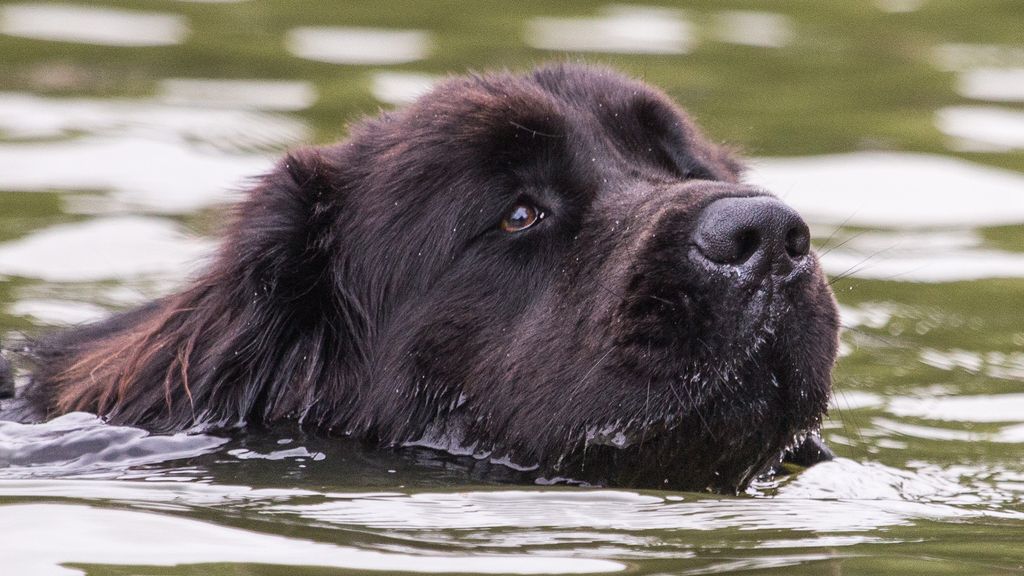 Newfoundland: Breed profile and information | PetsRadar