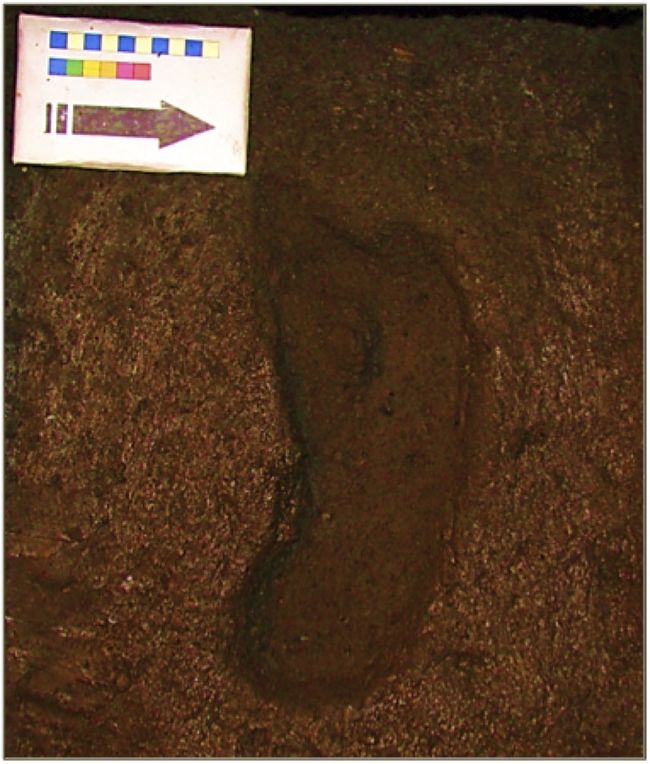 Oldest Human Footprint in Americas May Be This 15,600-Year-Old Mark in ...