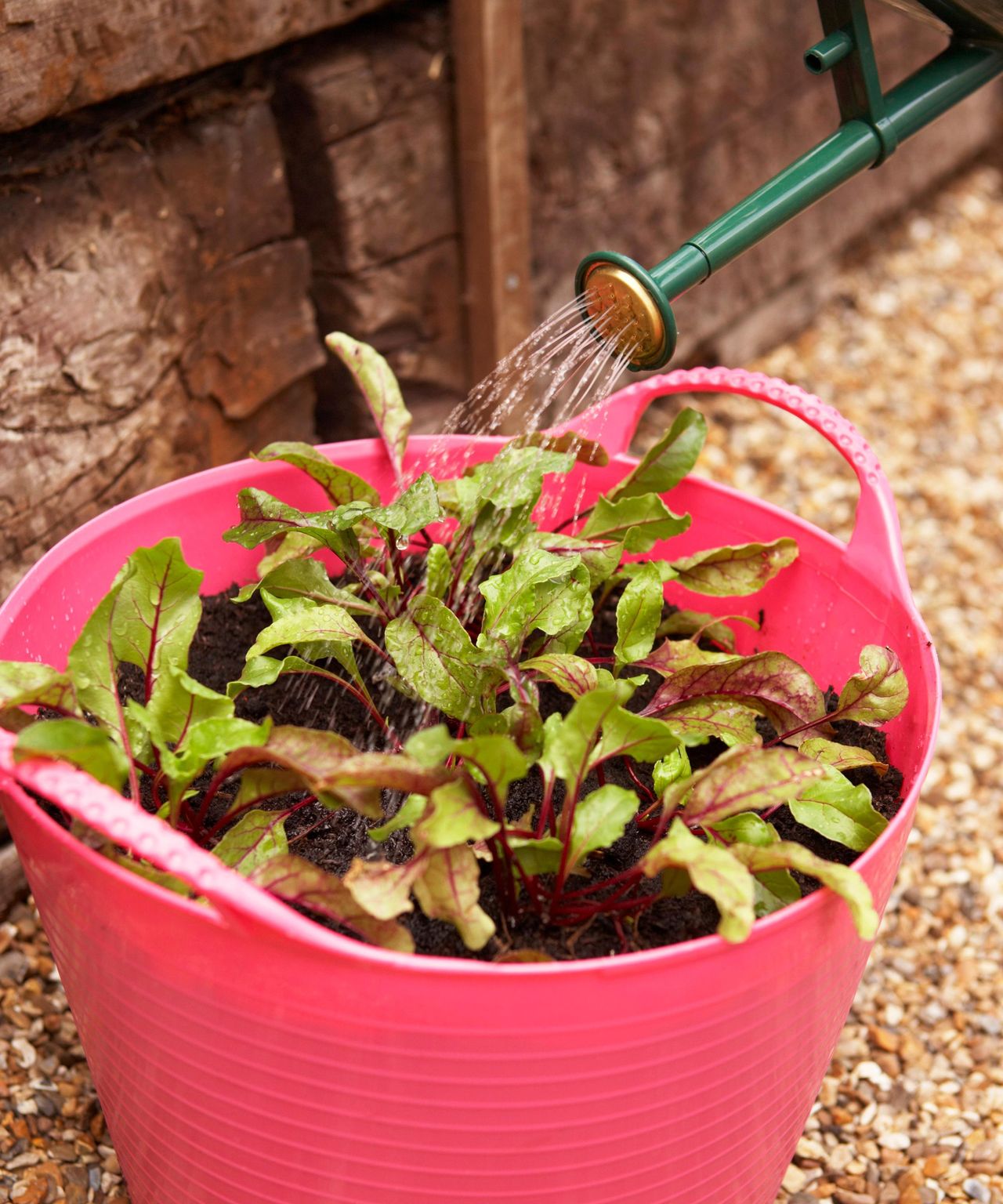 Beetroot growing mistakes: 9 errors to avoid | Homes and Gardens