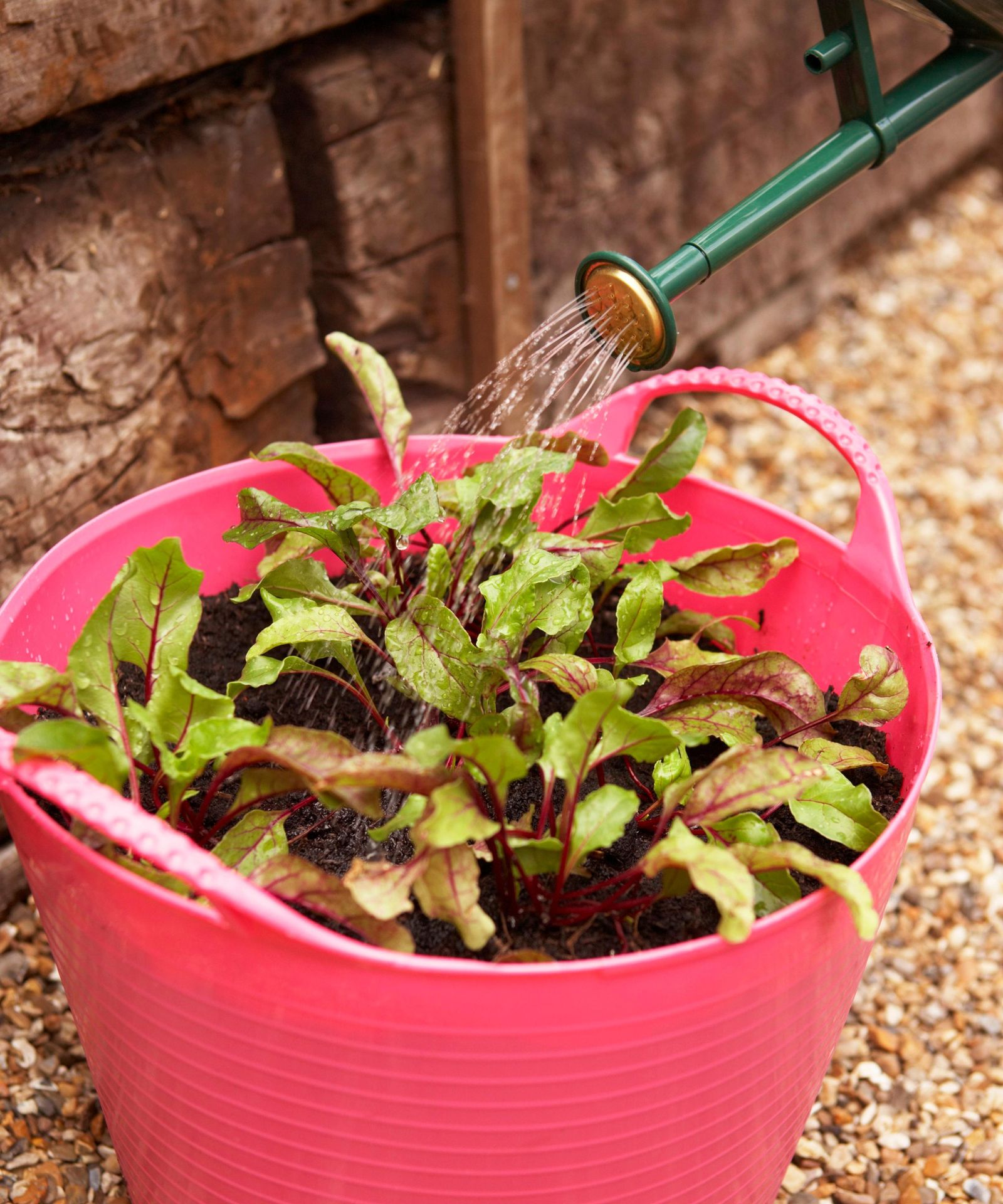 Beetroot growing mistakes: 9 errors to avoid | Homes and Gardens