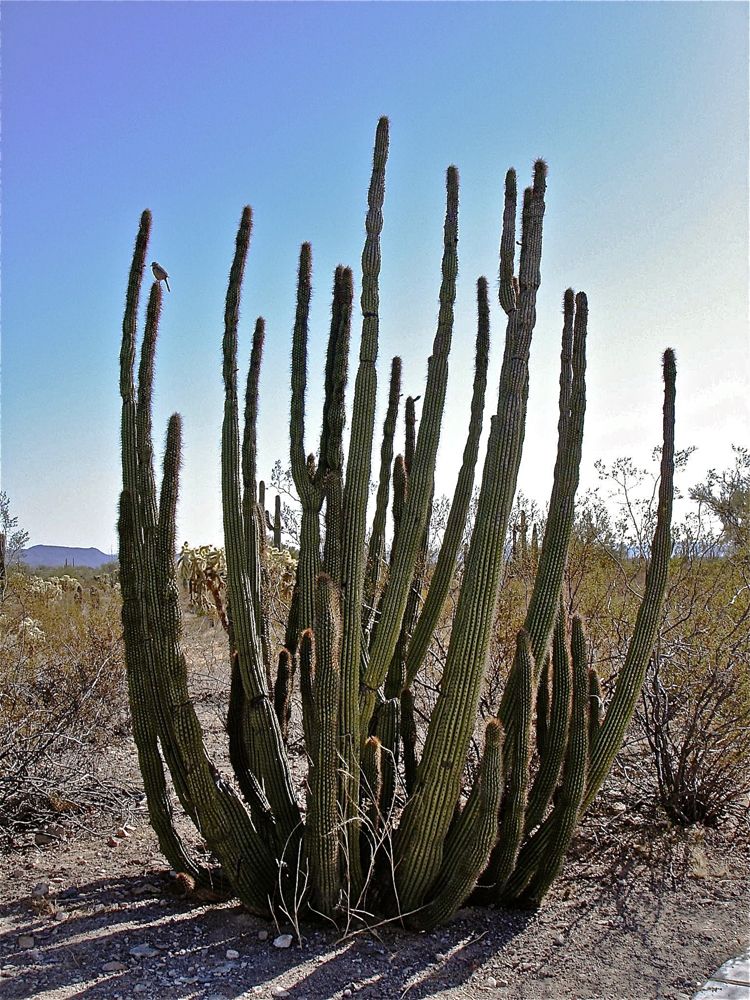 Desert Blooms: Spectacular Photos of Organ Pipe Cactuses | Live Science