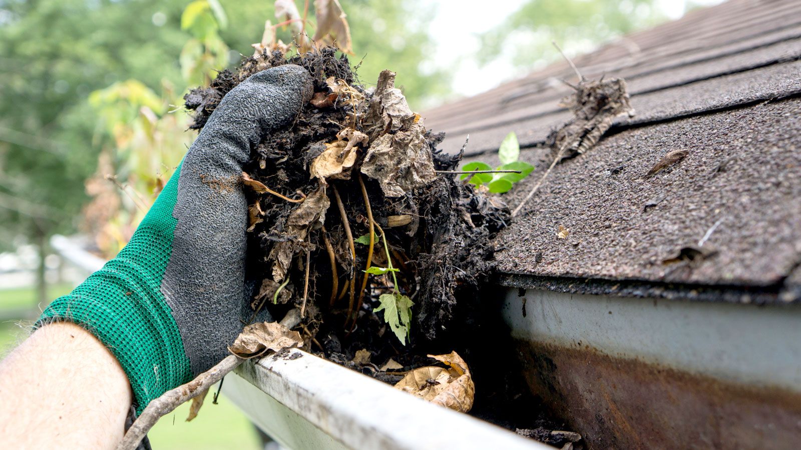 Cleaning gutters: How to keep them free from leaves and debris ...