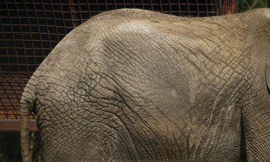 How to paint realistic creature skin textures | Creative Bloq