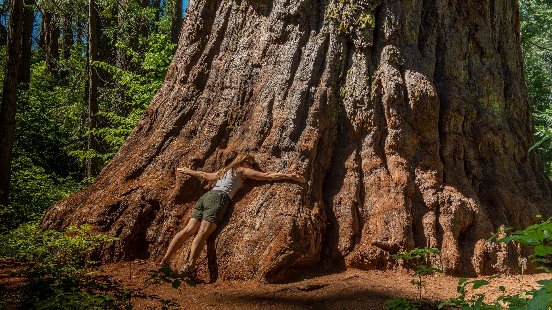 Where to see giant sequoias: our guide | Advnture