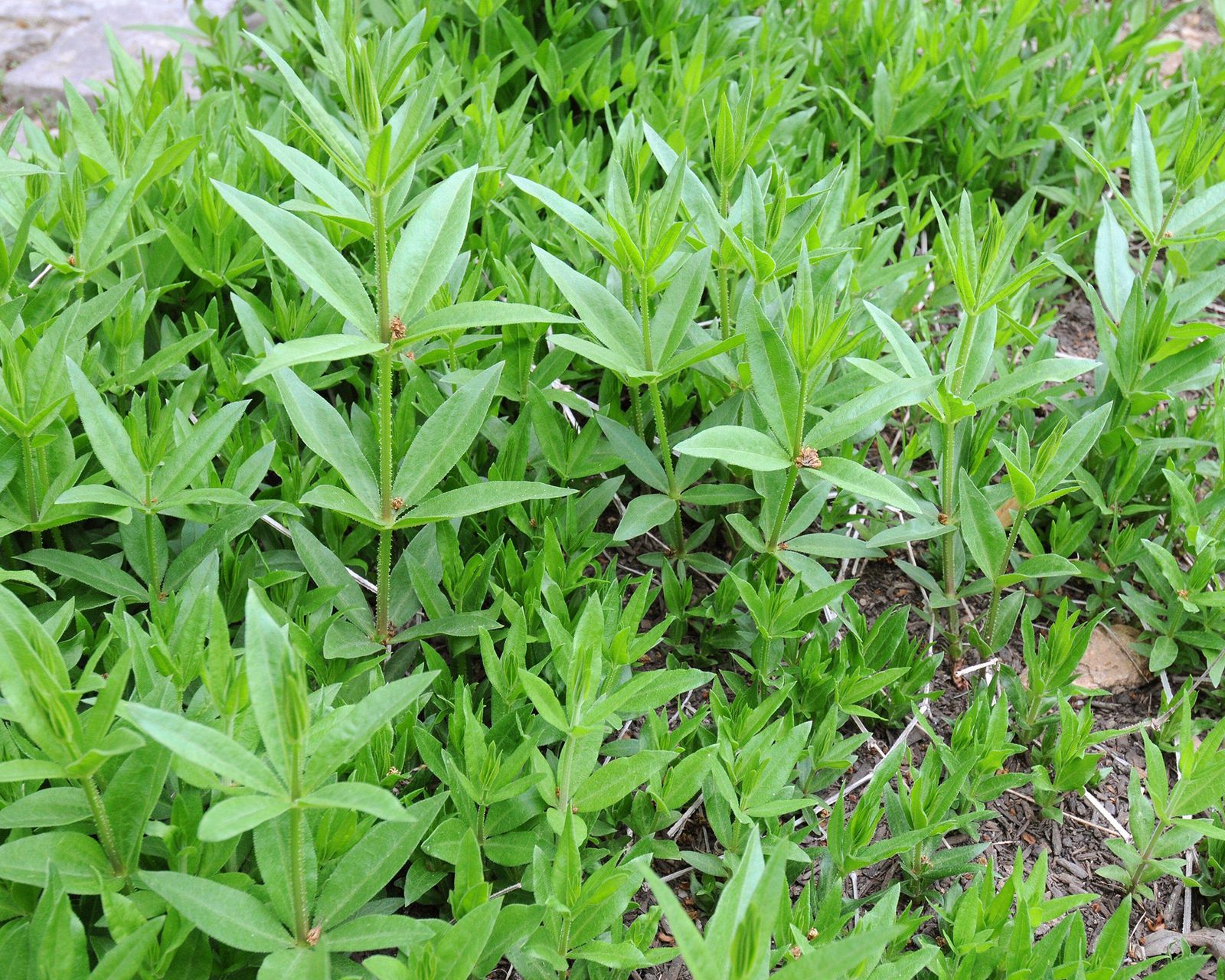 Best dye plants: 12 picks for making homemade natural dyes | Gardeningetc