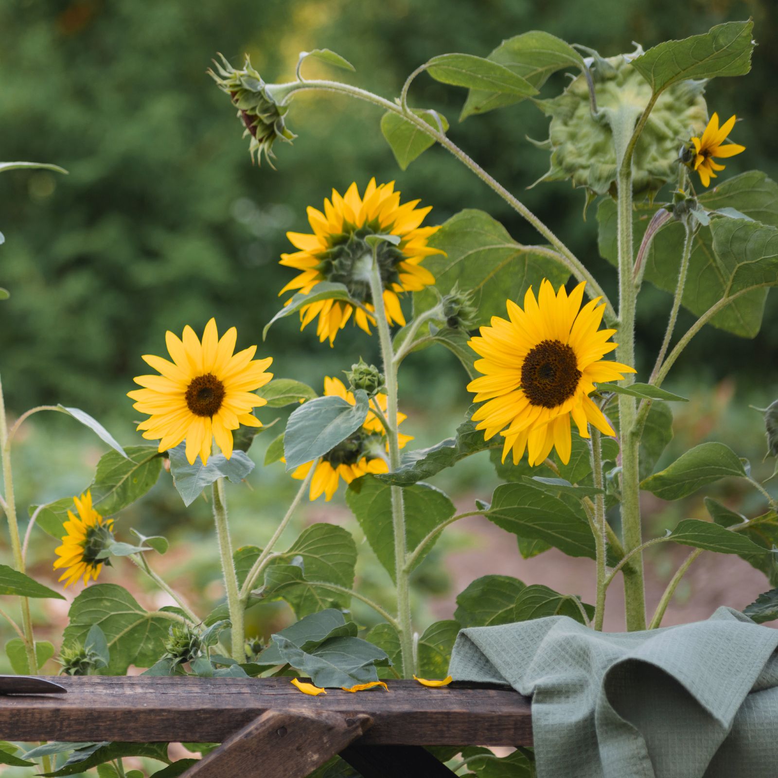 Tips & Information about Sunflowers | Gardening Know How