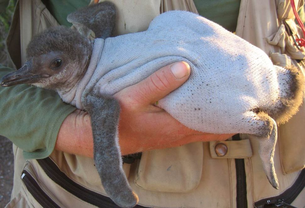 Balding Penguins Baffle Scientists | Live Science