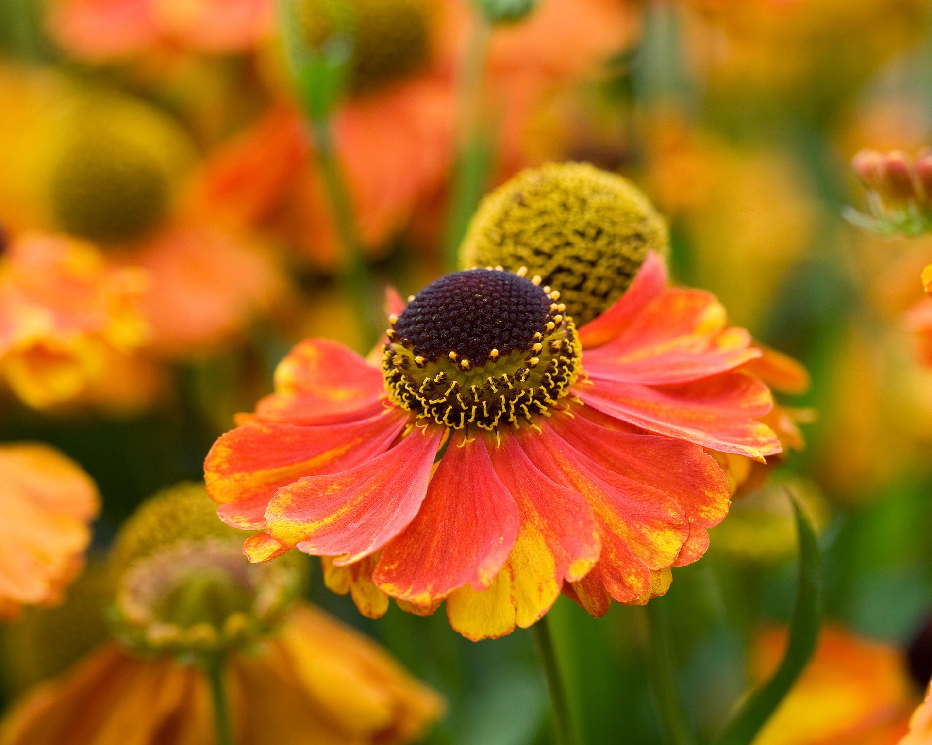 Best fall flowers and plants: 14 top choices for late color | Gardeningetc