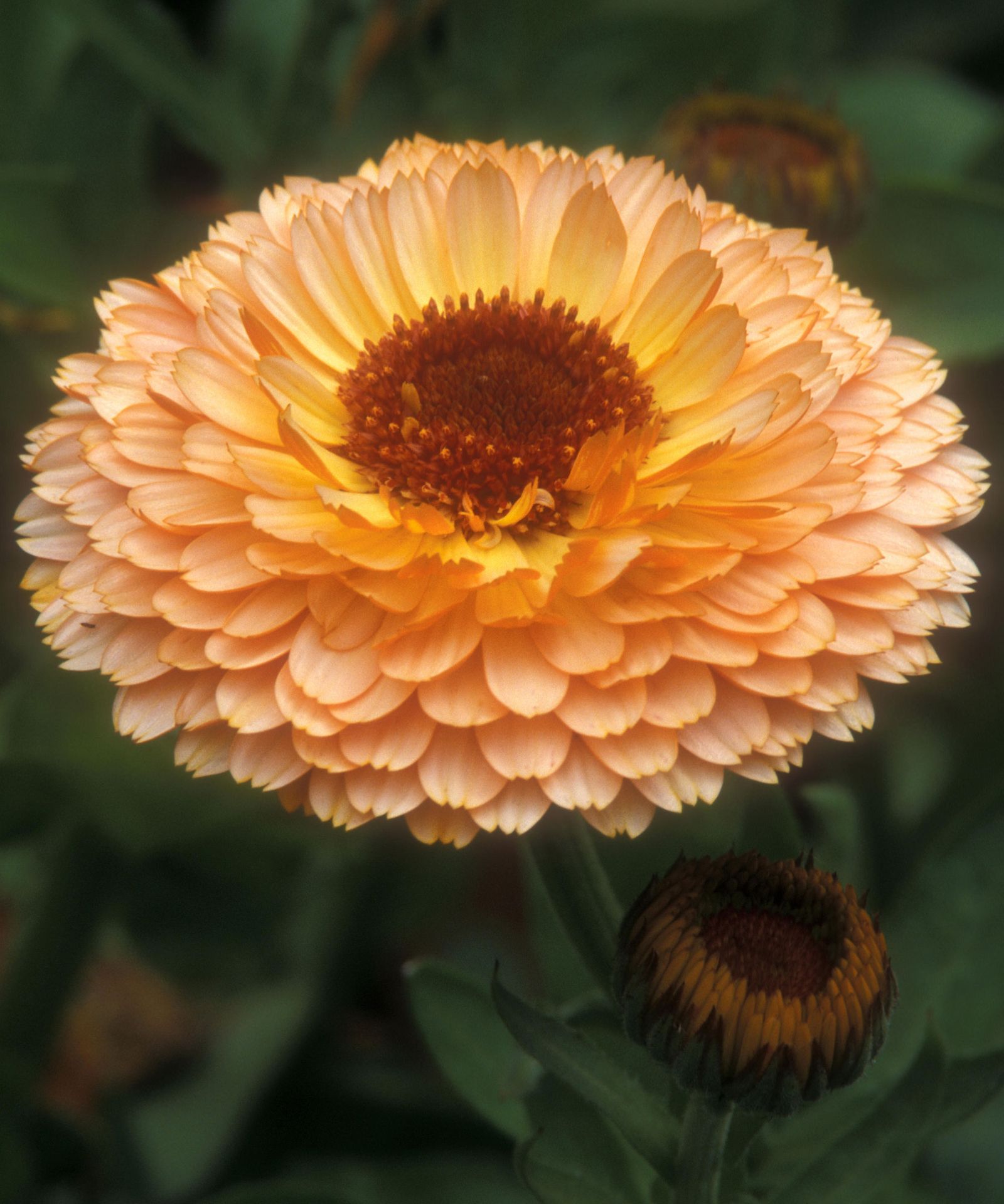 Calendula varieties: 16 pot marigolds for your garden | Homes and Gardens