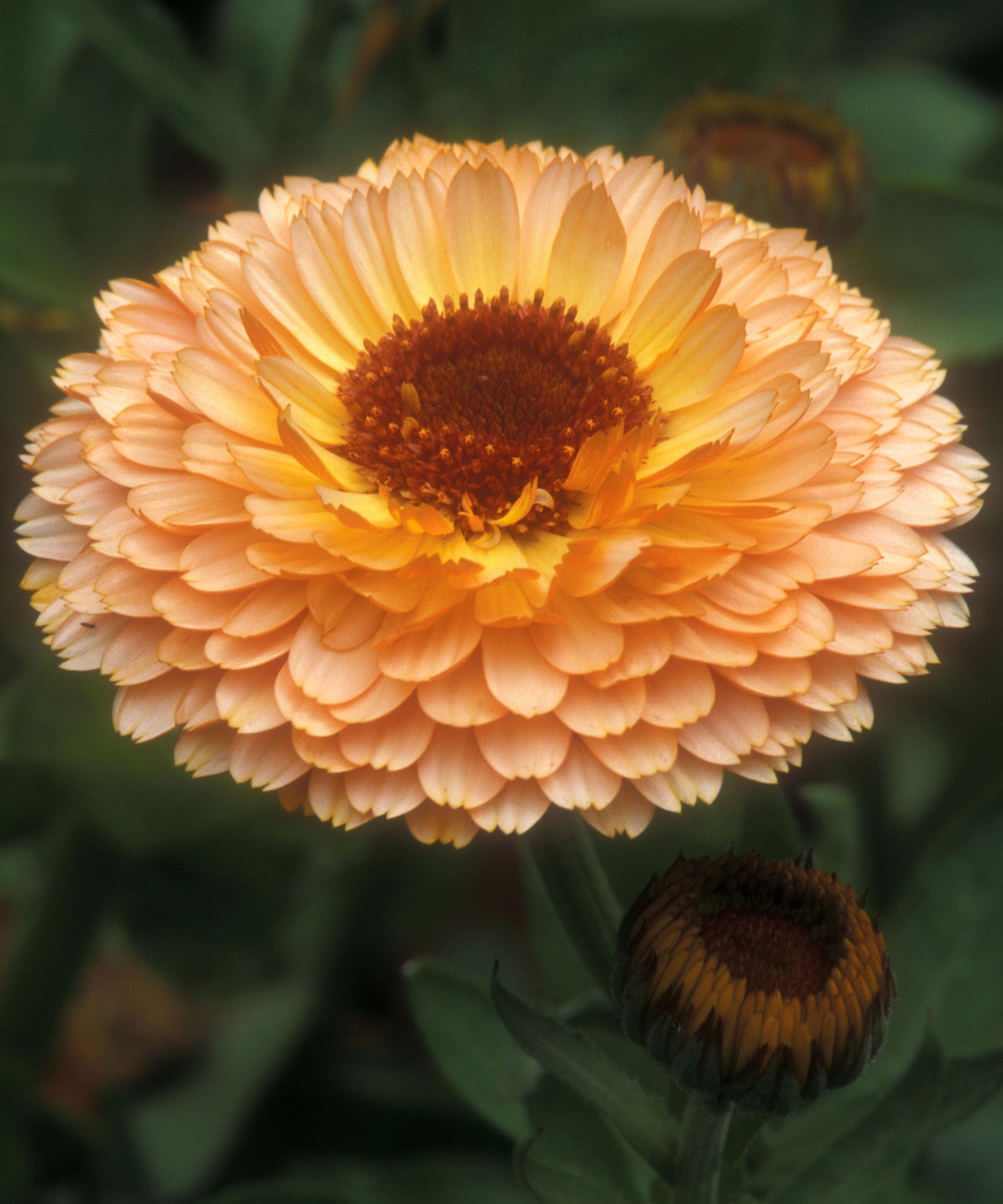 Calendula varieties: 16 pot marigolds for your garden | Homes and Gardens