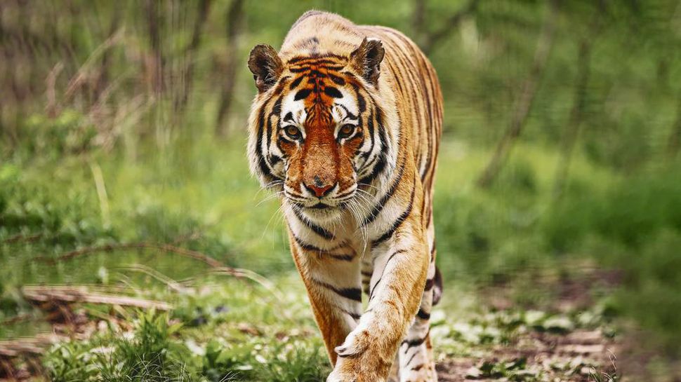 Worried about a tiger attack? Tiny AI cameras, not guns, could save you ...