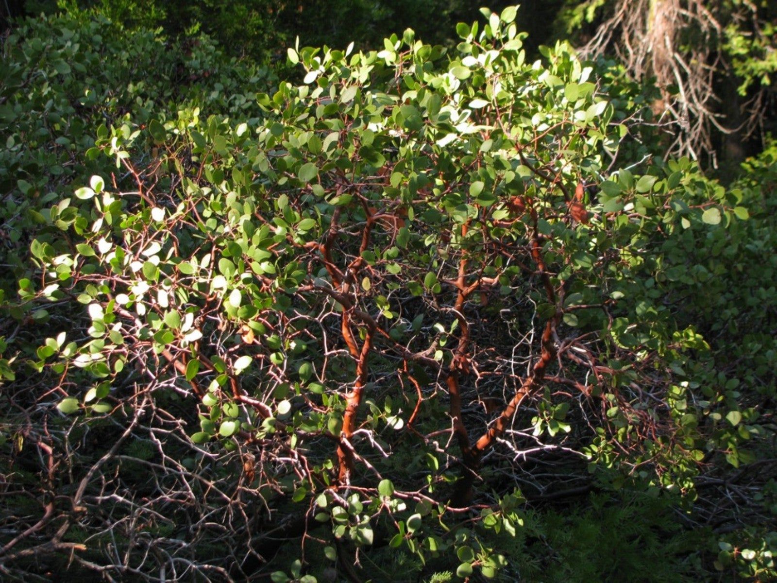 What Is Manzanita: Information About Manzanita Plants | Gardening Know How