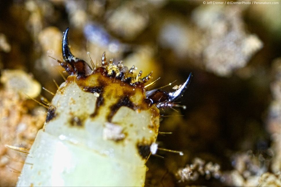 Mysterious 'Glow Worm' Discovered in the Peruvian Rainforest | Live Science