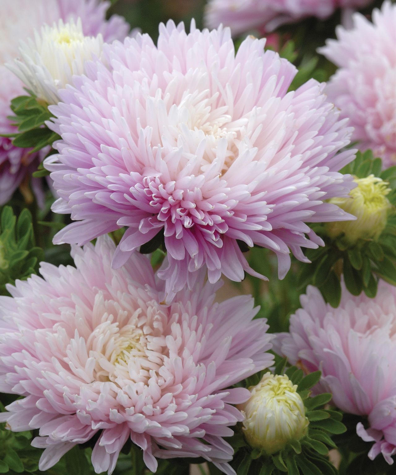 Types of asters: 15 beautiful varieties to try | Gardeningetc