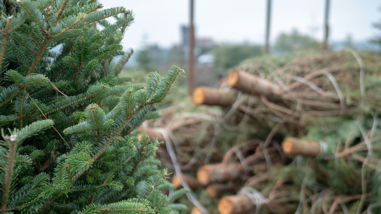How to dispose of a Christmas tree: 4 eco-friendly tips