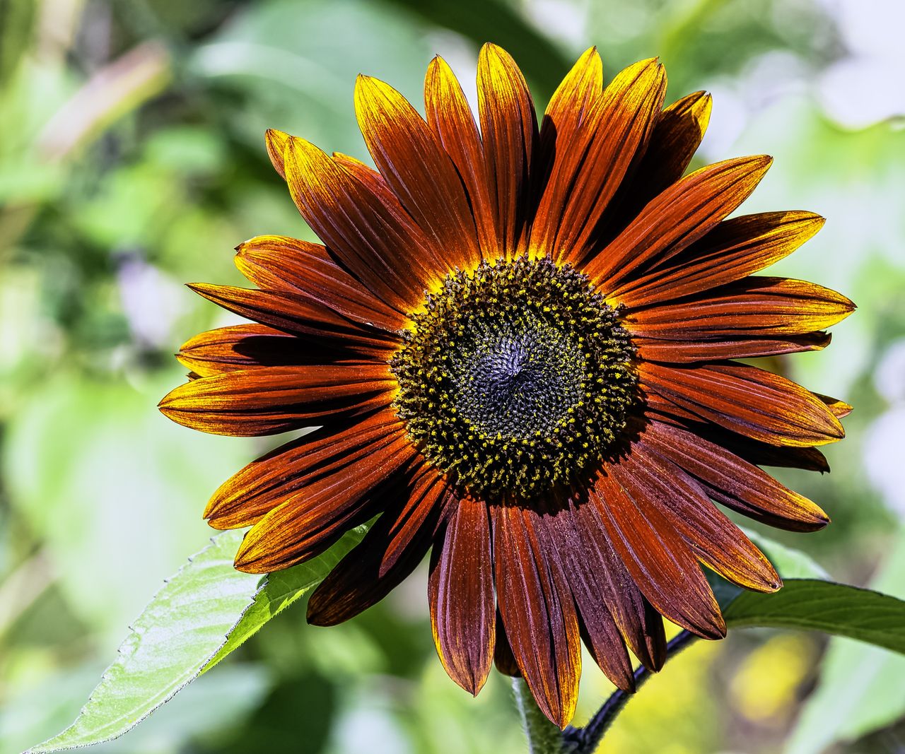 Sunflower varieties to grow - 9 bold and easy blooms to try | Homes and ...
