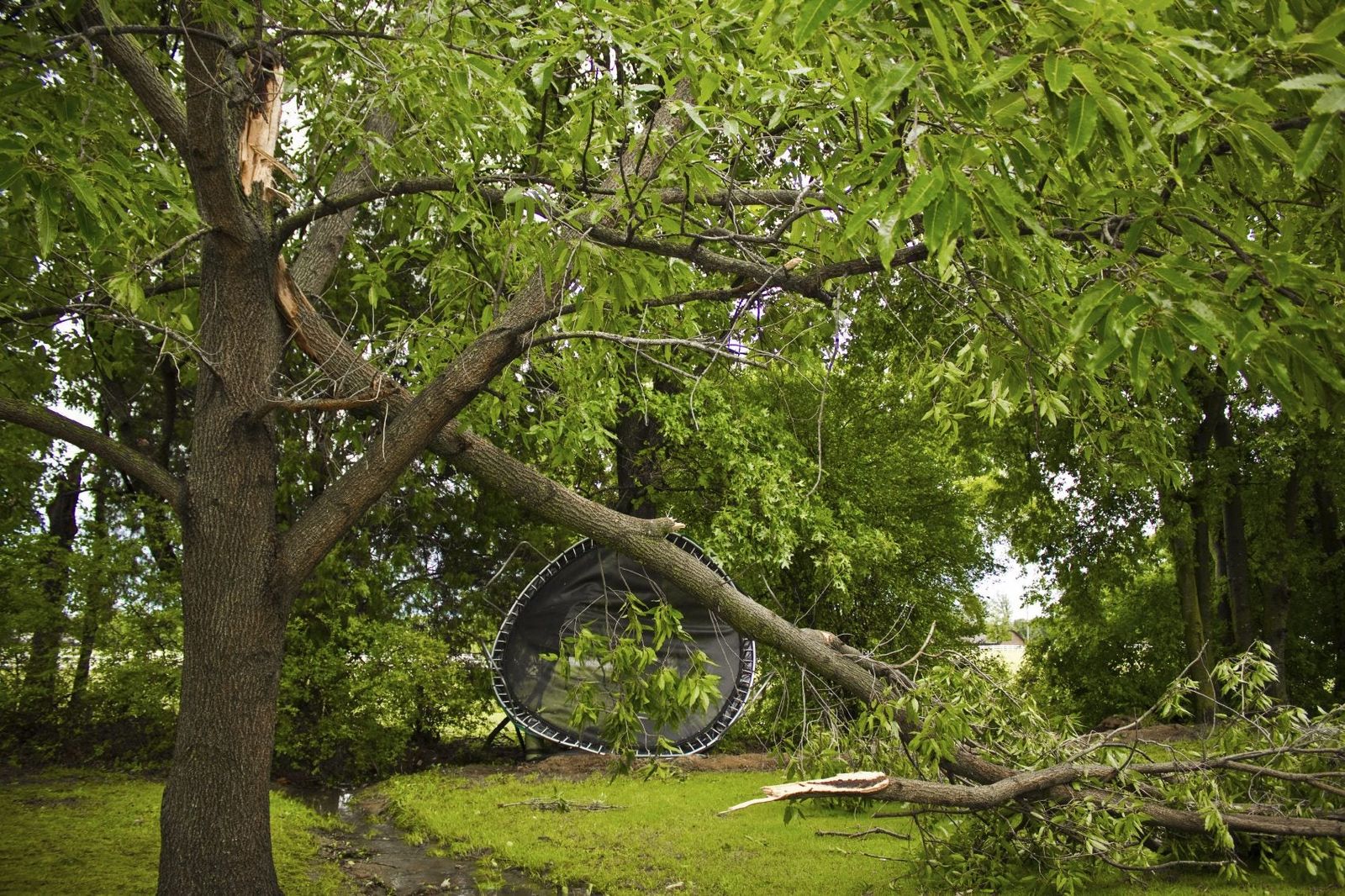Preventing Damage From Wind: Dealing With Wind Damage To Plants And ...