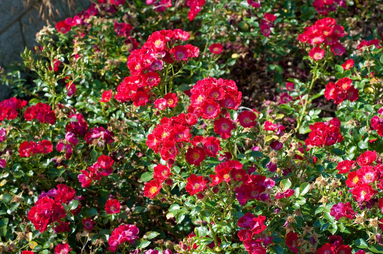 10 fuss-free shrubs for small gardens | Gardeningetc