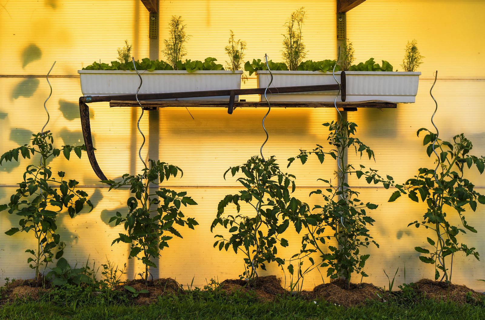 7 Best Vertical Growing Vegetables to Plant in Small Spaces | Livingetc