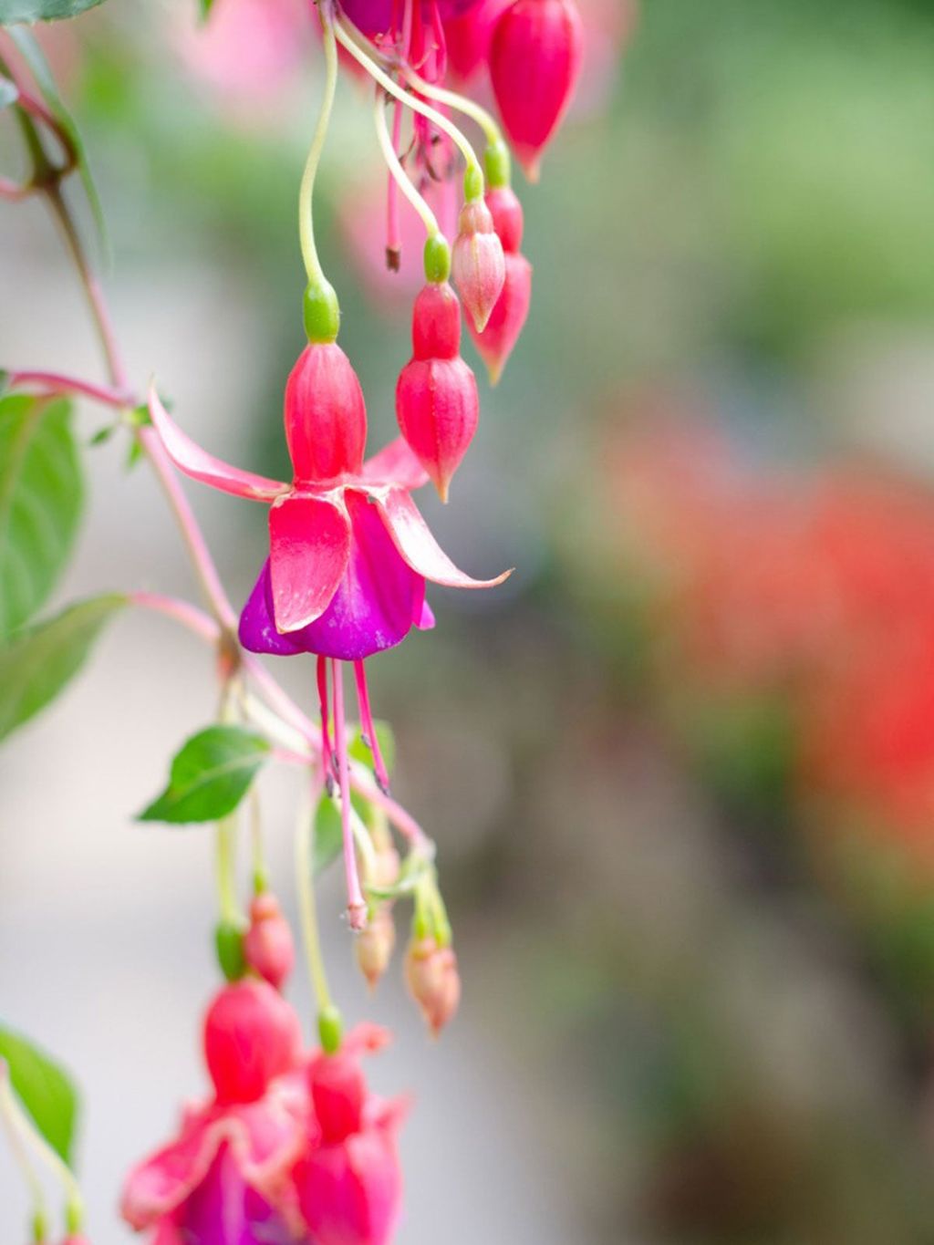 Growing Hardy Fuchsia: Caring For Hardy Fuchsias In The Garden ...