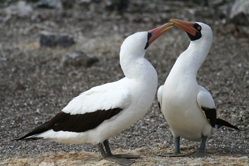 Booby Album: Images of Bullying Birds | Live Science