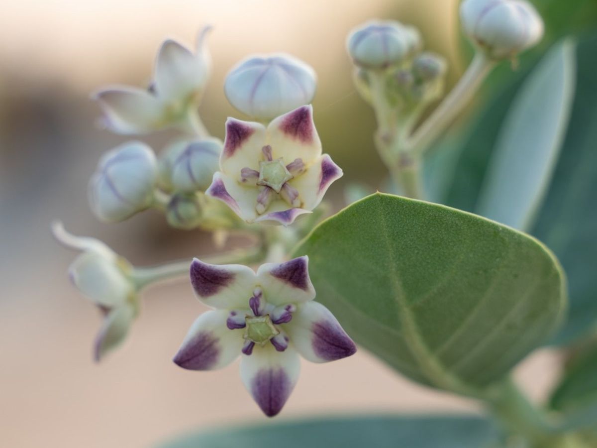 Calotropis Procera: A Multi-Use Plant | Gardening Know How