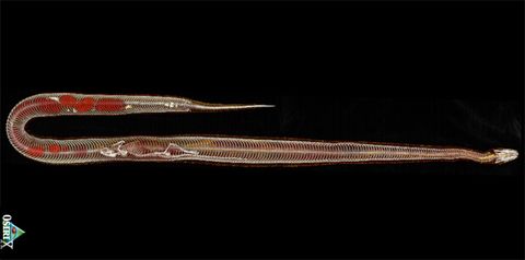 Inside Look: Gallery of Animal Guts in Action | Live Science