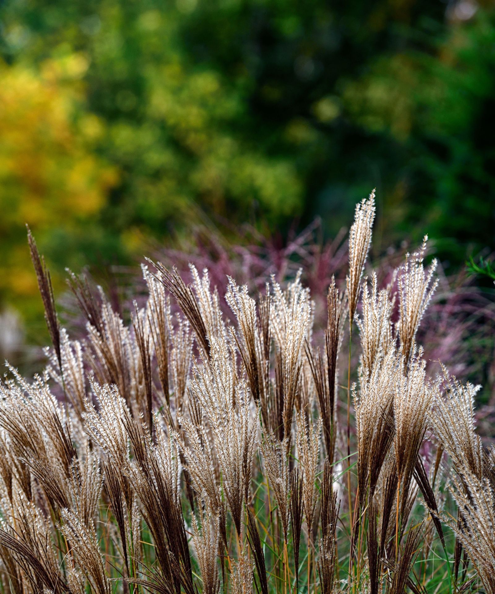 Best miscanthus varieties: 15 of the top ornamental grasses | Homes and ...