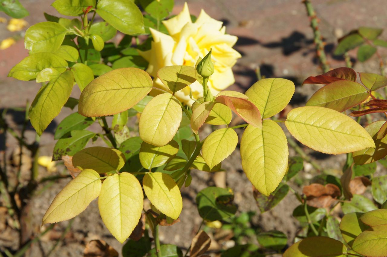 Why are my rose leaves turning yellow? | Homes and Gardens