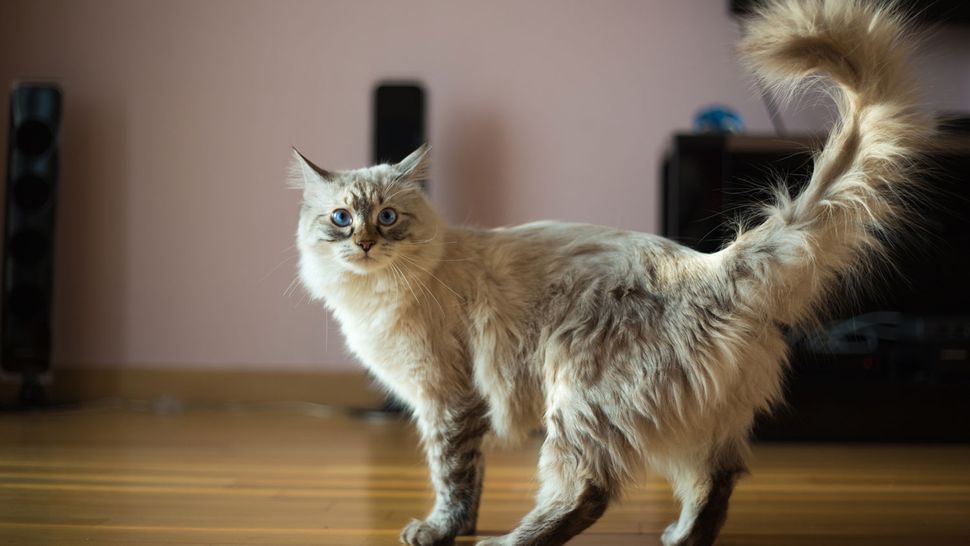 What your cat's tail is telling you: Meanings, facts and its importance ...