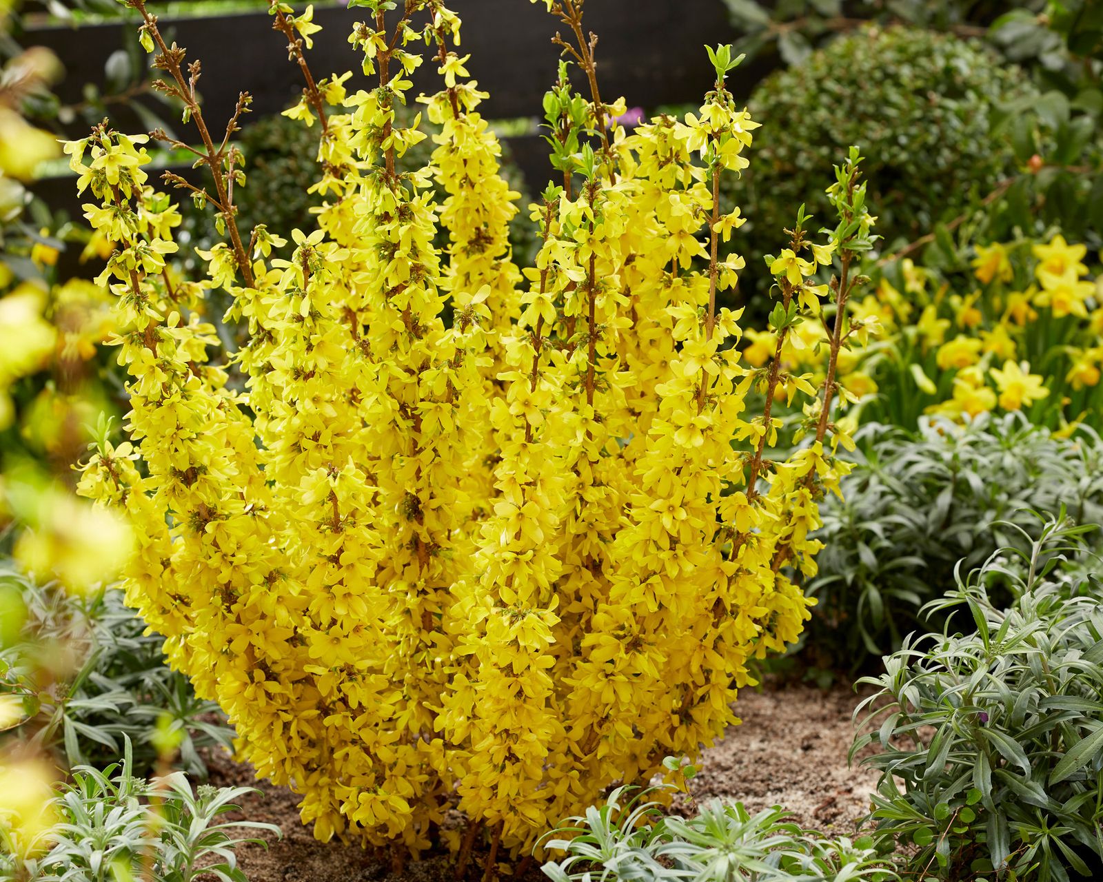 Forsythia plant care and growing tips | Gardeningetc