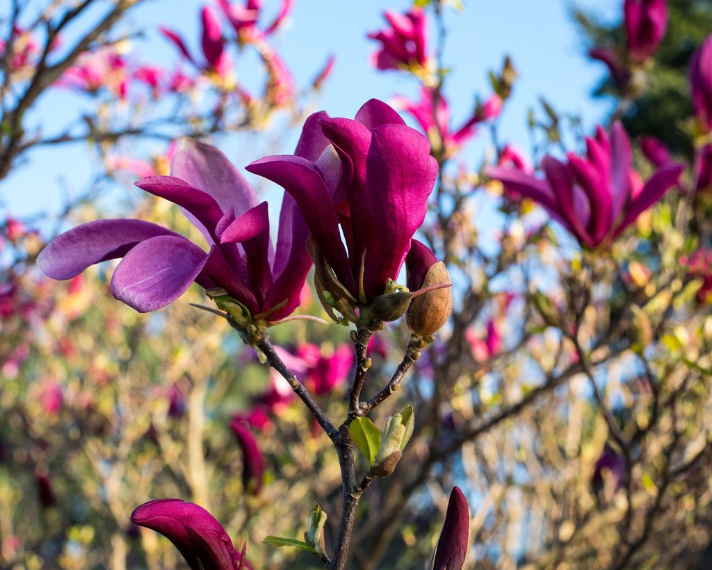 Best backyard trees: 10 choices for yards big or small | Gardeningetc