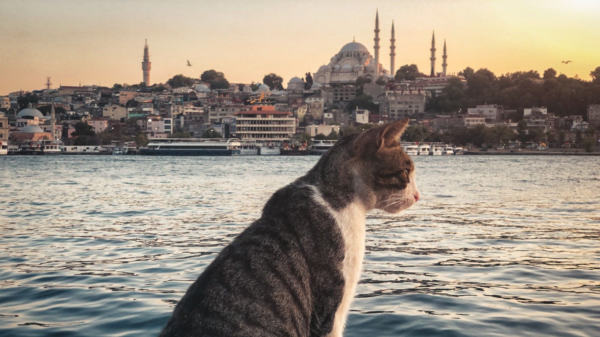 Go on a cosmopolitan safari in these animal-filled cities | The Week