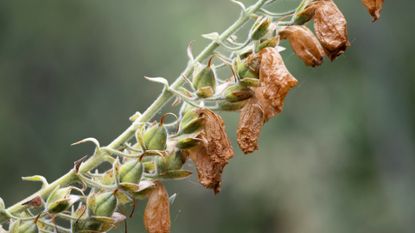 Should you deadhead foxgloves? Gardening experts weigh in | Woman & Home