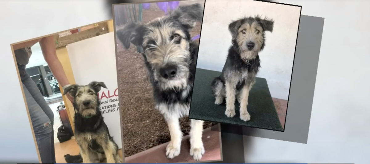 Dog rescued from Phoenix shelter is about to become a Hollywood star ...