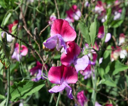Sweet pea varieties: 9 captivating blooms to grow | Homes and Gardens