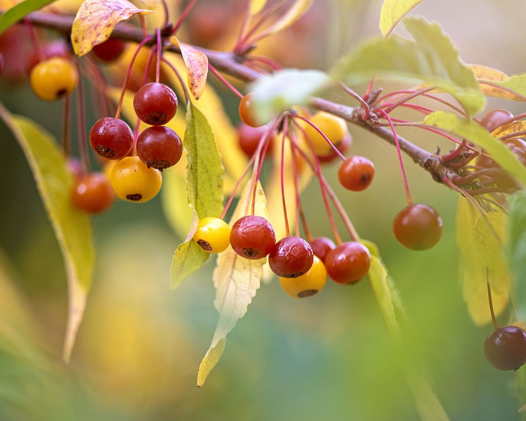 All you need to know for how to grow and care for a crabapple tree ...
