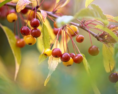 All you need to know for how to grow and care for a crabapple tree ...